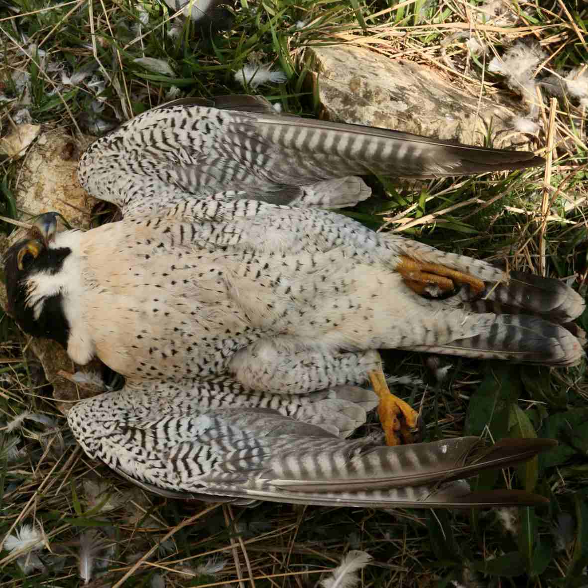 RSPB publishes new data on raptor persecution - Hen Harrier Day