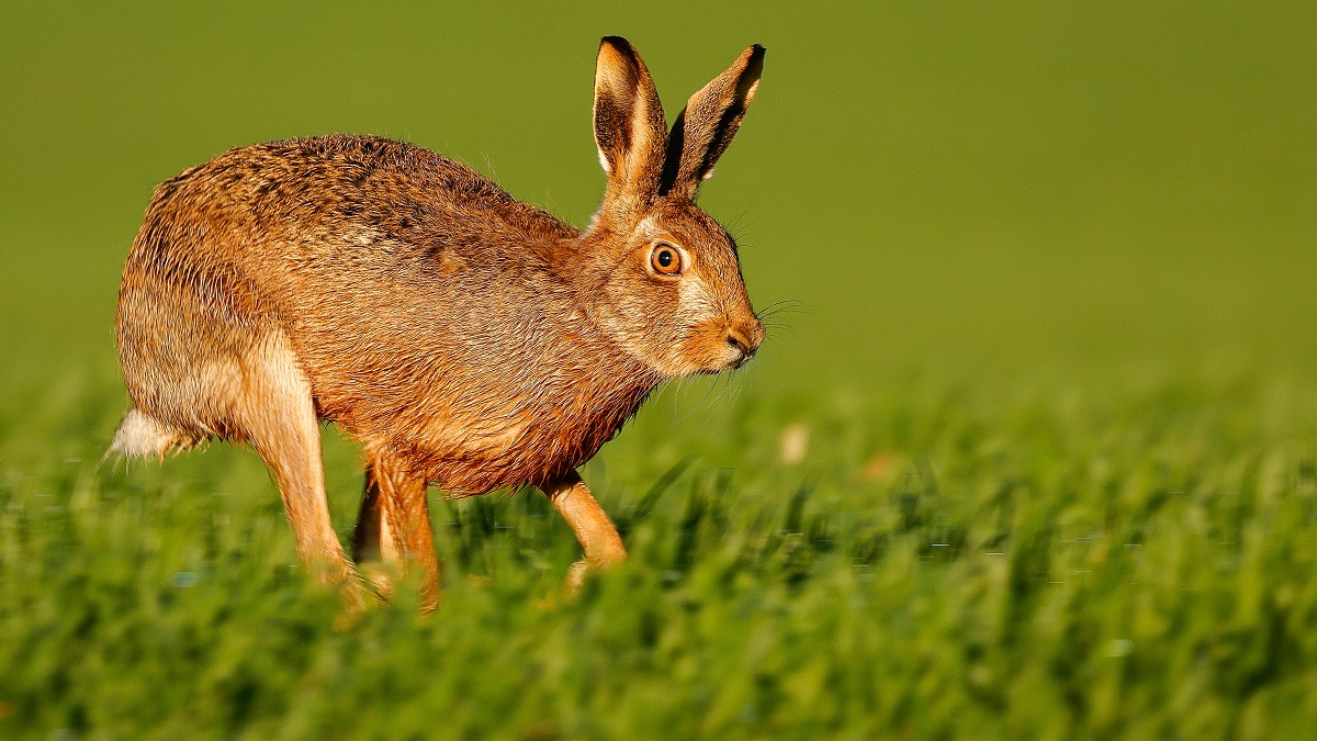 Young Wild Photographer 2025 Competition | Hen Harrier Action