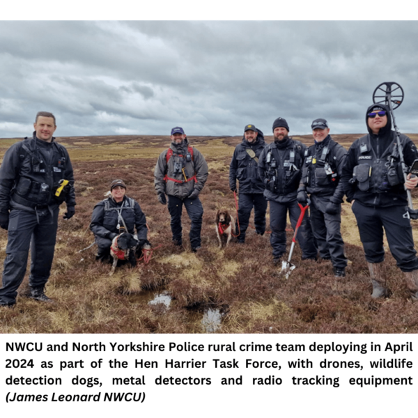 In Conversation | NWCU's DI Mark Harrison | Hen Harrier Action