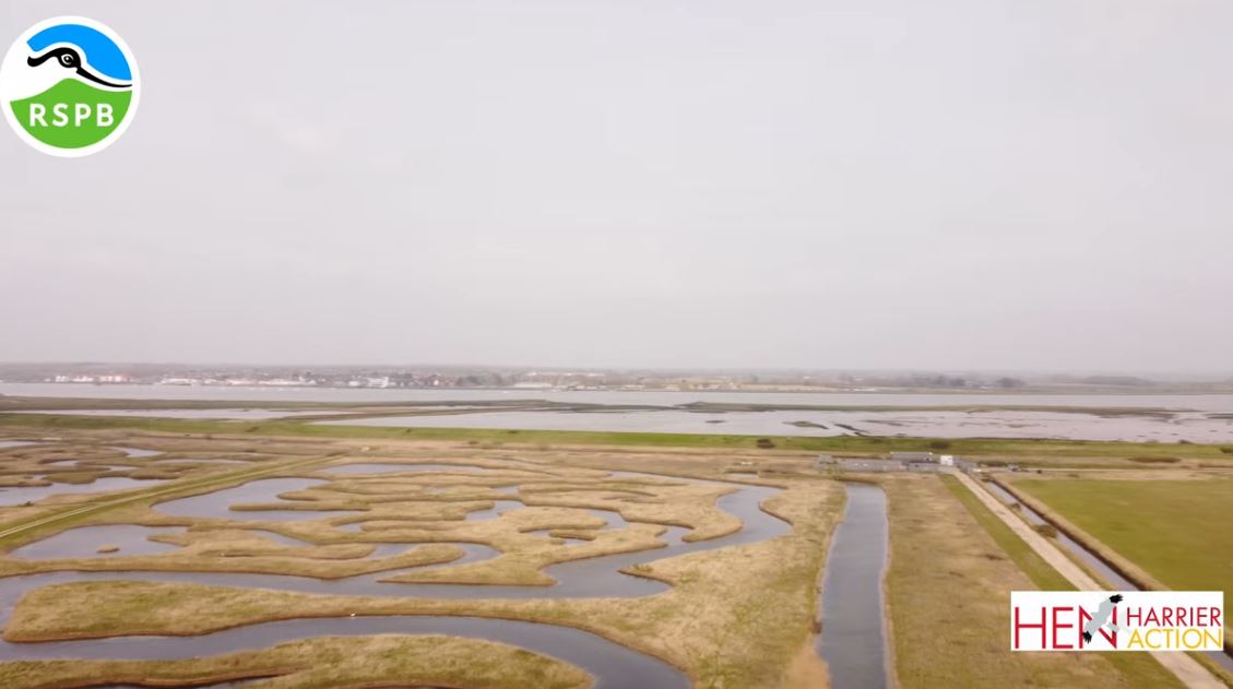 Skydancer Day 2026 - It's a Wrap | Hen Harrier Action